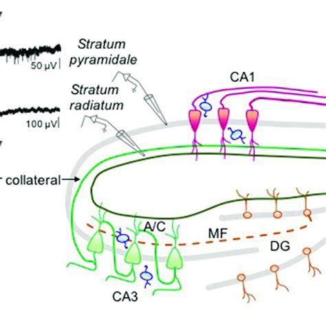 Pdf Early Correlated Network Activity In The Hippocampus Its Putative Role In Shaping