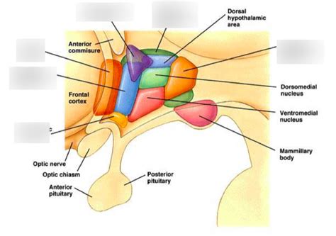 Hypothalamic Nuclei Diagram Quizlet