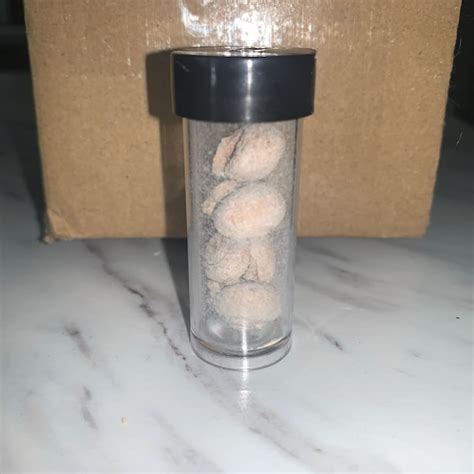 Fossilized Snails Gastropod Fossils Sahara Gastropod Real Moroccan Gastropods Authentic