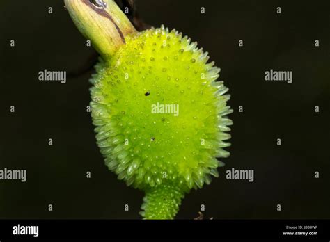 Exotic Green Fruit In A Tree Stock Photo Alamy