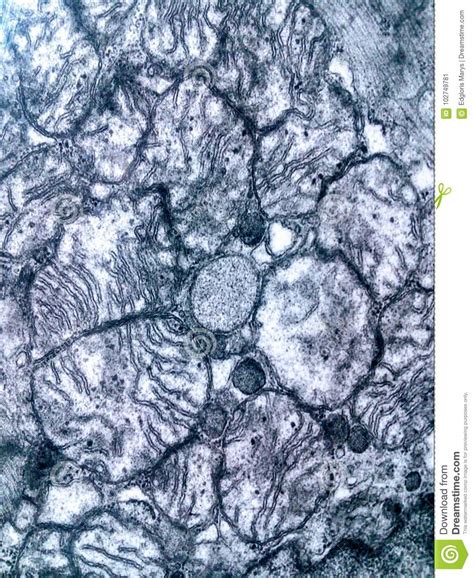 Mitocondri Immagine Stock Immagine Di Chimico Microscopia 102749781