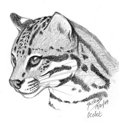 Ocelot Sketch By DragonsDust On DeviantArt