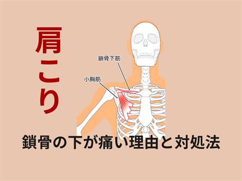 肩こりさん必見鎖骨の下が痛い原因と対処法を解説 とまり木