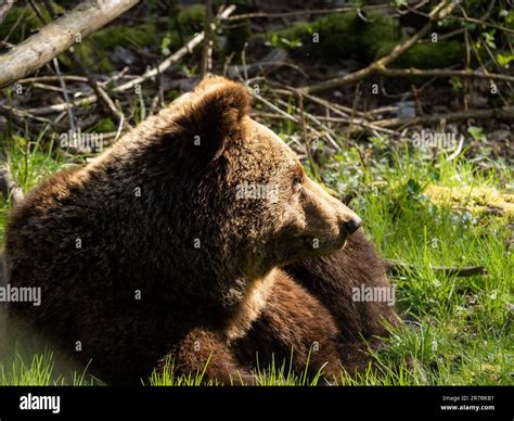 Lying Brown Bear Is Relaxing In The Warm Sunlight Ursus Arctos In A