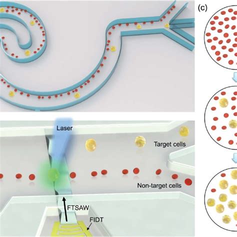 Pdf Hybrid Microfluidic Sorting Of Rare Cells Based On High Throughput Inertial Focusing And