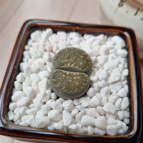 다육이 리톱스 종류 알려주세요 지식in