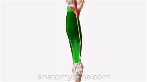 Soleus Origin Insertion Action 3d Model Anatomyzone
