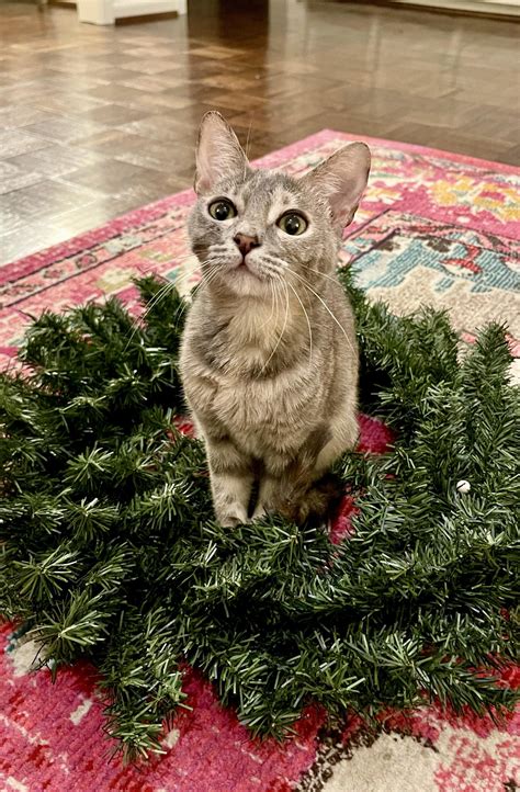 Meet Primrose “prim” The Perfect Name For This Sweet Girl That Also