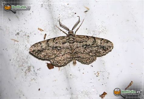 Common Gray