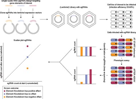 Research Techniques Made Simple Crispr Genetic Screens Pmc