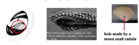 Phylum Mollusca Flashcards Quizlet Phylum Mollusca Flashcards Quizlet