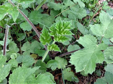 Common Hogweed Identification Difference Between Cow Parsley Hogweed