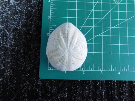 Fossil Sea Urchin Calcified Fossils And Artifacts For Sale Paleo