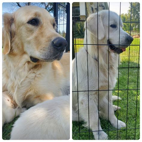 Upcoming Litters Crow River Pups