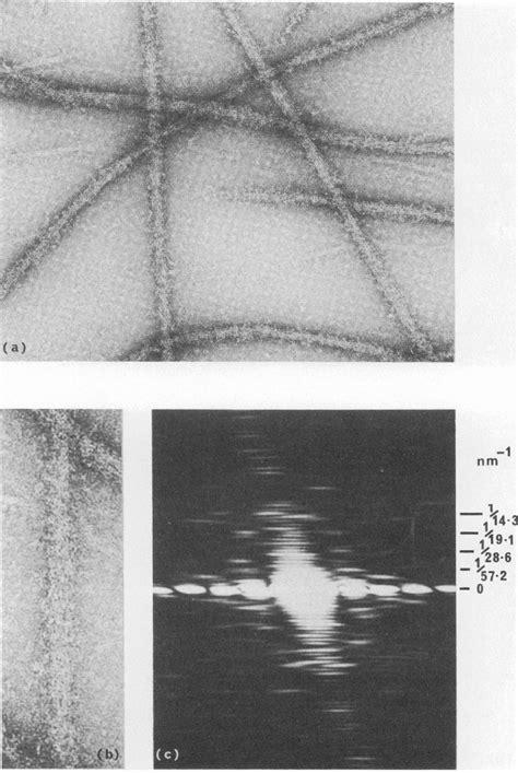 Figure 2 From Effects Of C Protein On Synthetic Myosin Filament Structure Semantic Scholar