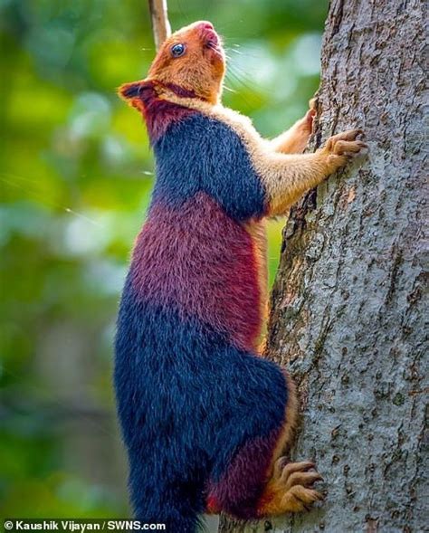 Multi Coloured Giant Squirrel Climbing Tree Trunk In India Indian