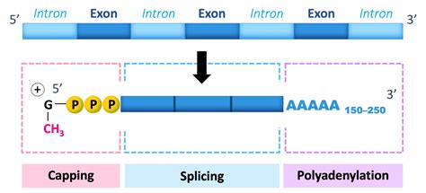 Rna Processing