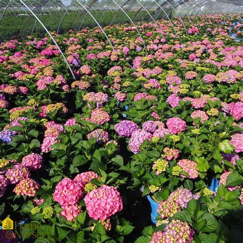 Hydrangea Macrophylla Endless Summer® Summer Crush® Bigleaf Hydrangea From Home Nursery