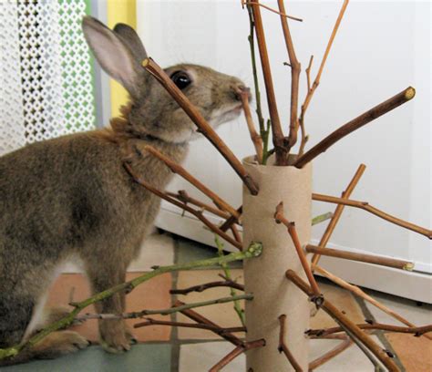 Make A “stick Moster” For Your Rabbit Homemade Toys