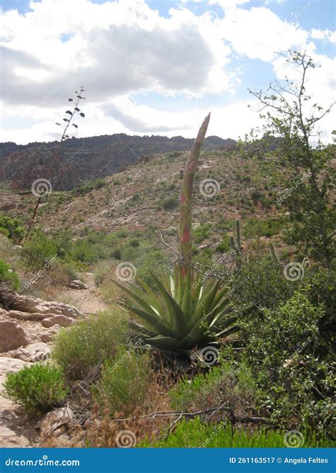 Fat Agave Stalk Growing In Arizona Desert Plant Stock Image Image