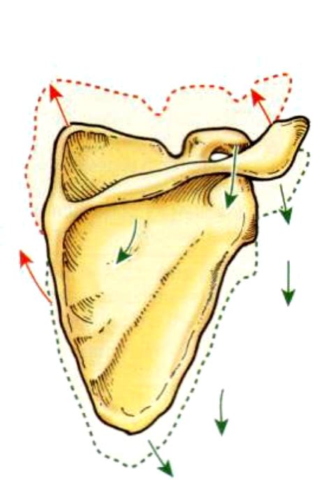 Movements Of The Scapula Elevation Depression Diagram Quizlet