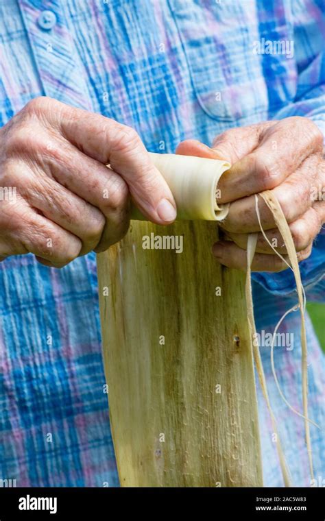 Kapa Making On The Big Island A Woman Rolls A Wauke Paper Mulberry