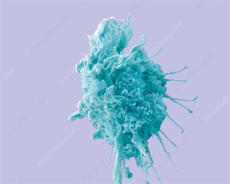 Dendritic Cell Sem Stock Image P266 0085 Science Photo Library