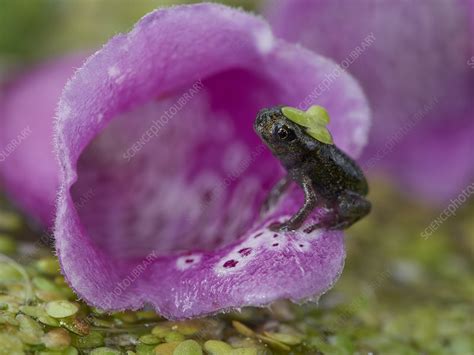 Common Toad Juvenile Stock Image C042 8474 Science Photo Library