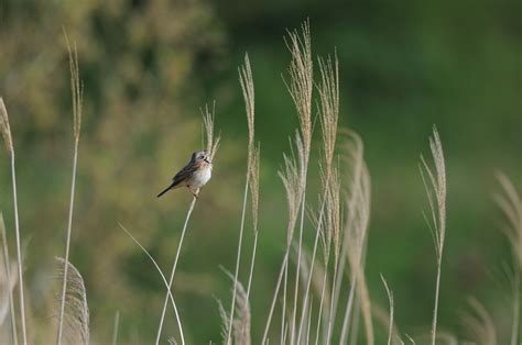 ホオアカ到着 鳥撮りトリミング