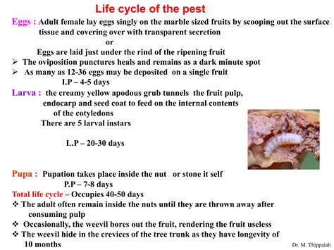 Insect Pests Of Mango Pdf