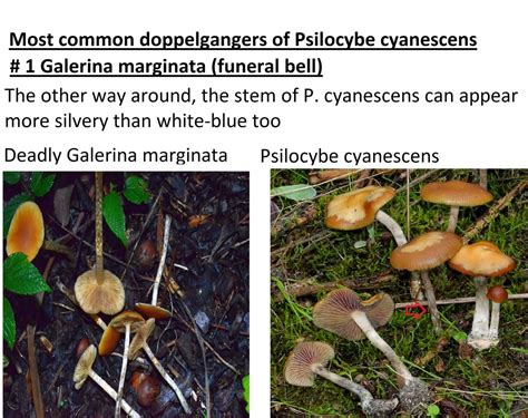 I Made A Little Guide To Distinguish P Cyanescens From Its
