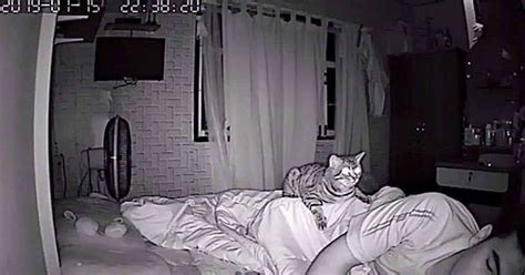 Man Sets Up Secret Camera To Record What His Cat Does At Night And Its Hilarious Bored Panda