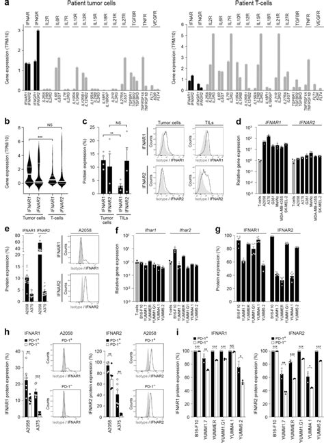 Expression Of Type I Interferon Receptors By Melanoma Cells Single Cell Download Scientific