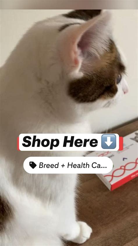 Cat Dna Test Cat Health Test Cat Breeds Must Have Cat Products Cat Breeds Cat Facts