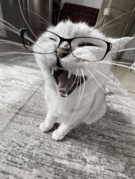 Пин от пользователя Юльчик на доске Ваши пины в 2025 г Милые котики Белые пушистые котята