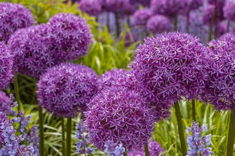 Ornamental Allium Cultivation And Growing Guides Gardeners Path