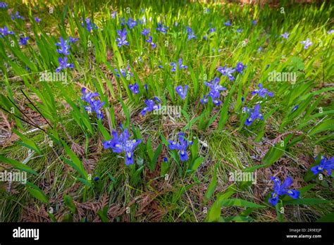 Dwarf Lake Iris Iris Lacustris Is A Perennial Plant Native To The