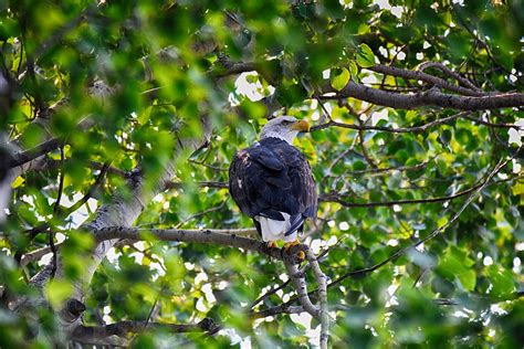 WiFi Capture Walkthrough