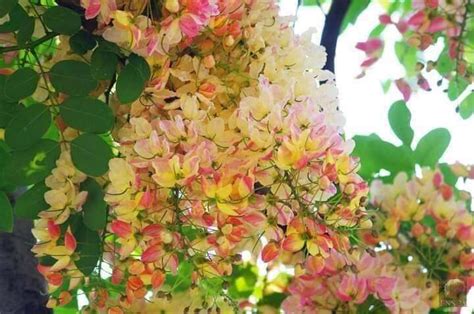 คูนสีรุ้ง รัตนพฤกษ์ นิยมปลูกเพื่อให้ร่มเงา ดอกสวยงาม ทนทานต่อสภาพแวดล้อม ดูแลรักษาง่าย ชุดละ 20