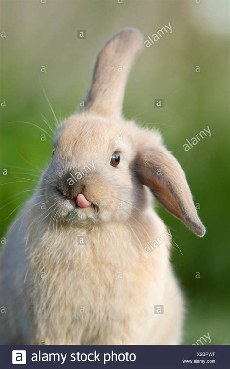Lop Ear Bunny Stock Photos Lop Ear Bunny Stock Images Alamy