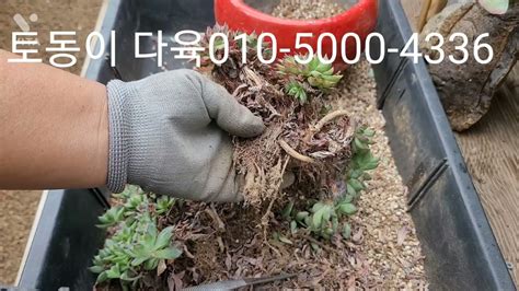 화분속에 사는 다육이들 이것만은 꼭해줘야하는이유 Youtube