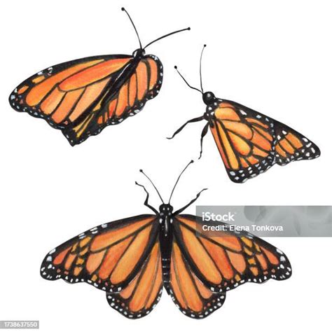 손으로 그린 수채화 그림입니다 모든 디자인 작업을위한 세 마리의 모나크 나비 제왕나비에 대한 스톡 벡터 아트 및 기타 이미지 제왕나비 수채화 3가지 개체 Istock