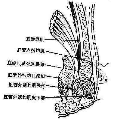 肛管、直肠常见疾病 概述 一、解剖概要 二、检查方法