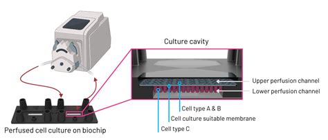 Organ On Chip Classification System Ooccs By Viraj Mehta