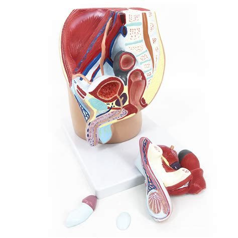Qlt 0570医学男性泌尿模型盆腔前列腺解剖生殖器官教学多数标cpst 虎窝淘