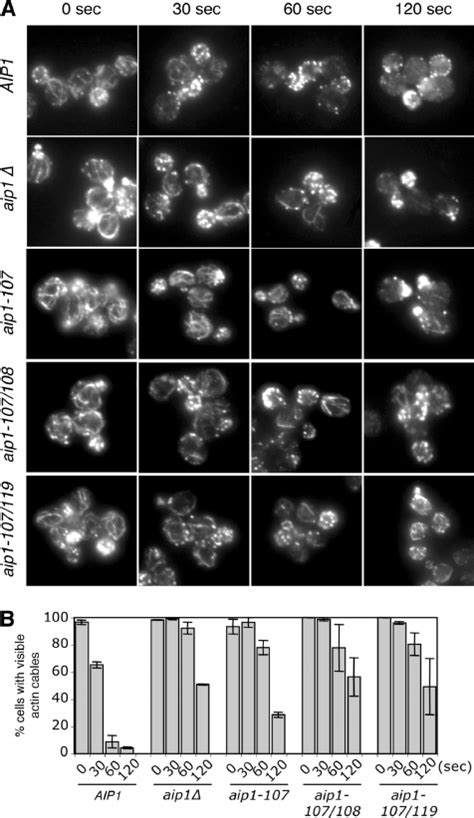 Defects In Actin Cable Turnover In Aip1 Mutant Cells A Wild Type