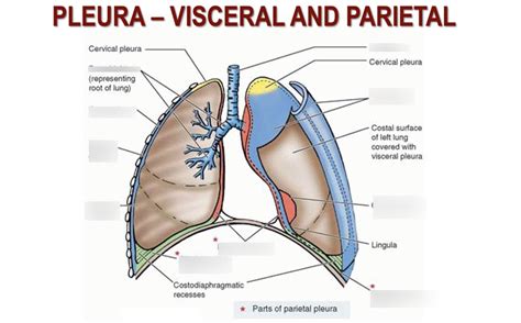 Parietal And Visceral Pleura And Pericardium Diagram Quizlet My Xxx Hot Girl