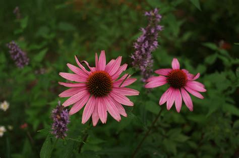 Imgp0581 Xenograft Flickr