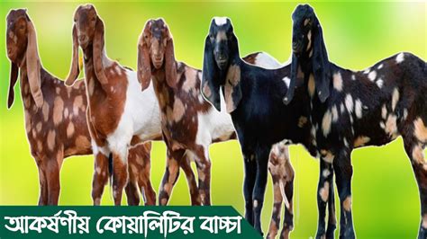 ২য় পর্ব উন্নত জাতের তোতাপুরি হরিয়ানা শিরহি ও বিটল বাচ্চা ছাগলের নিউ লট Goat Farm Natore