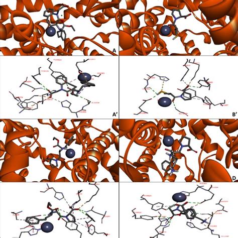 Binding Mode And Main Amino Acid Residues In The Catalytic Active Site Download Scientific